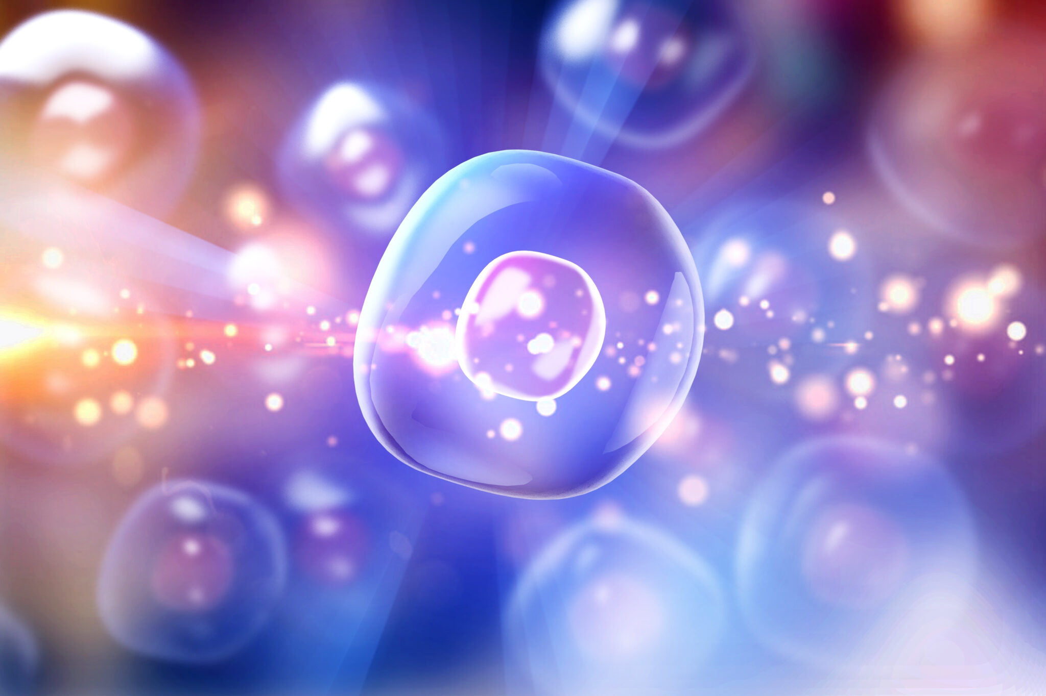 Why Does the Body Need Stem Cells? - BioXcellerator